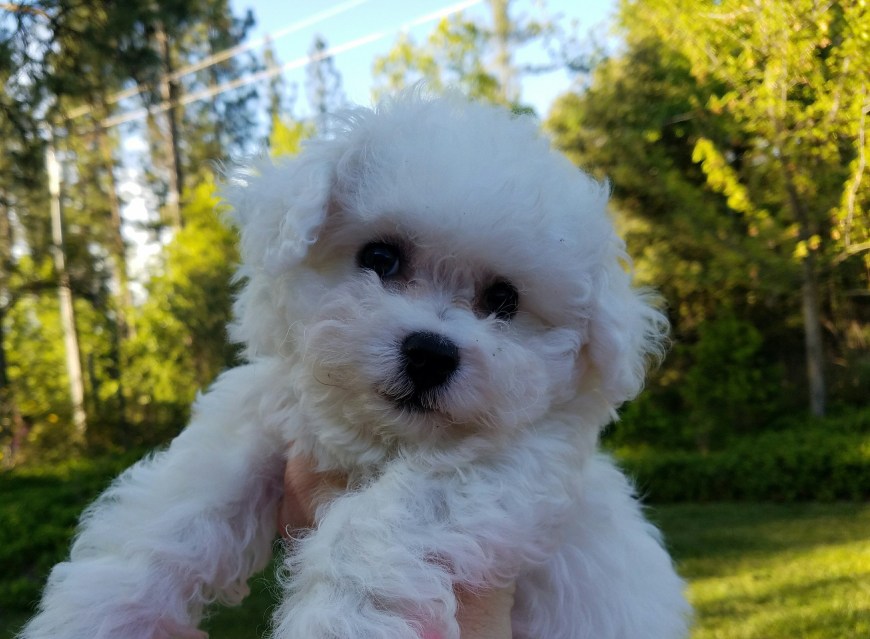 Puppies | California Bichons