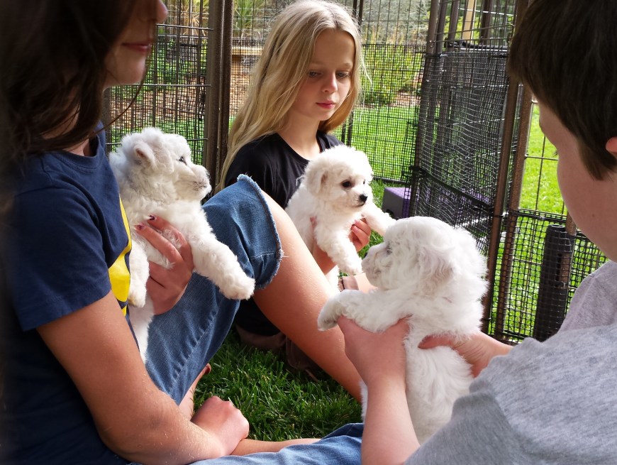 California Bichons | Northern California Breeder of AKC Bichon Frise
