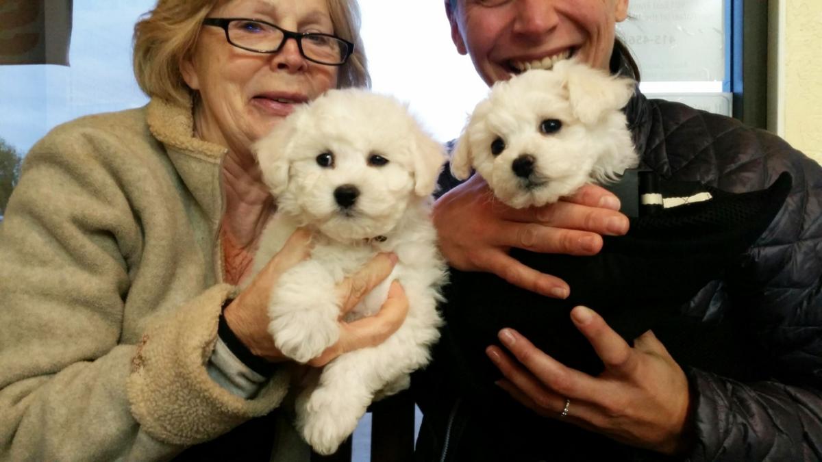 Maude, Abigail, and a Tale of Two Charlies | California Bichons