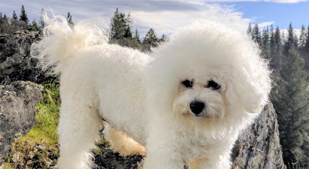 California Bichons | Northern California Breeder of AKC Bichon Frise