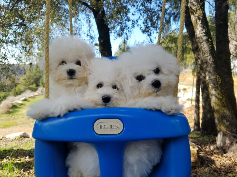 Puppies | California Bichons