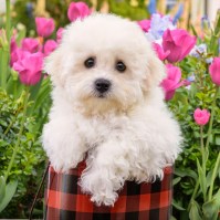 Blog | California Bichons | Northern California Breeder of AKC Bichon Frise